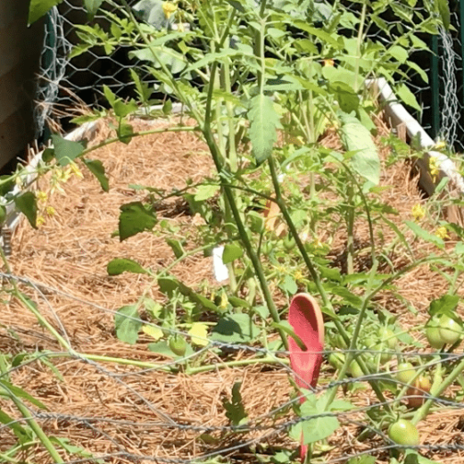 DIY Layered "Lasagna" Vegetable Garden