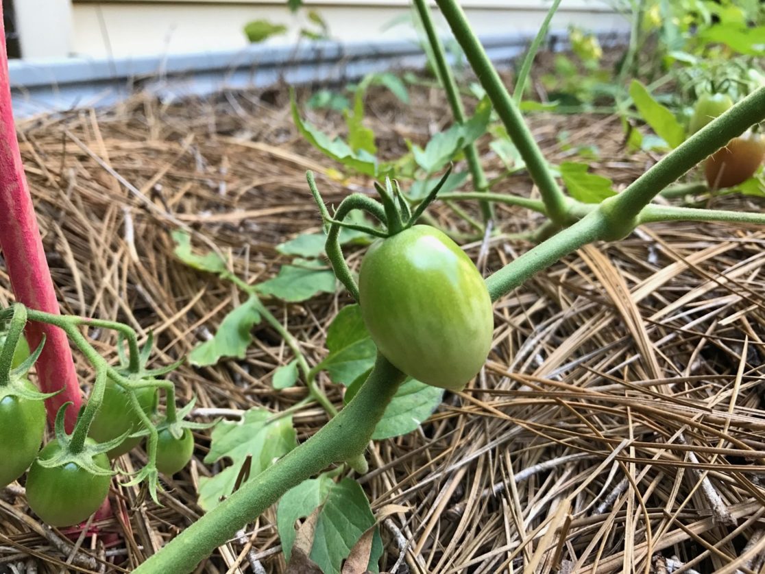 DIY Layered "Lasagna" Vegetable Garden